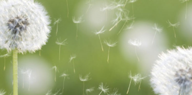 Les pollens de graminées s'envolent